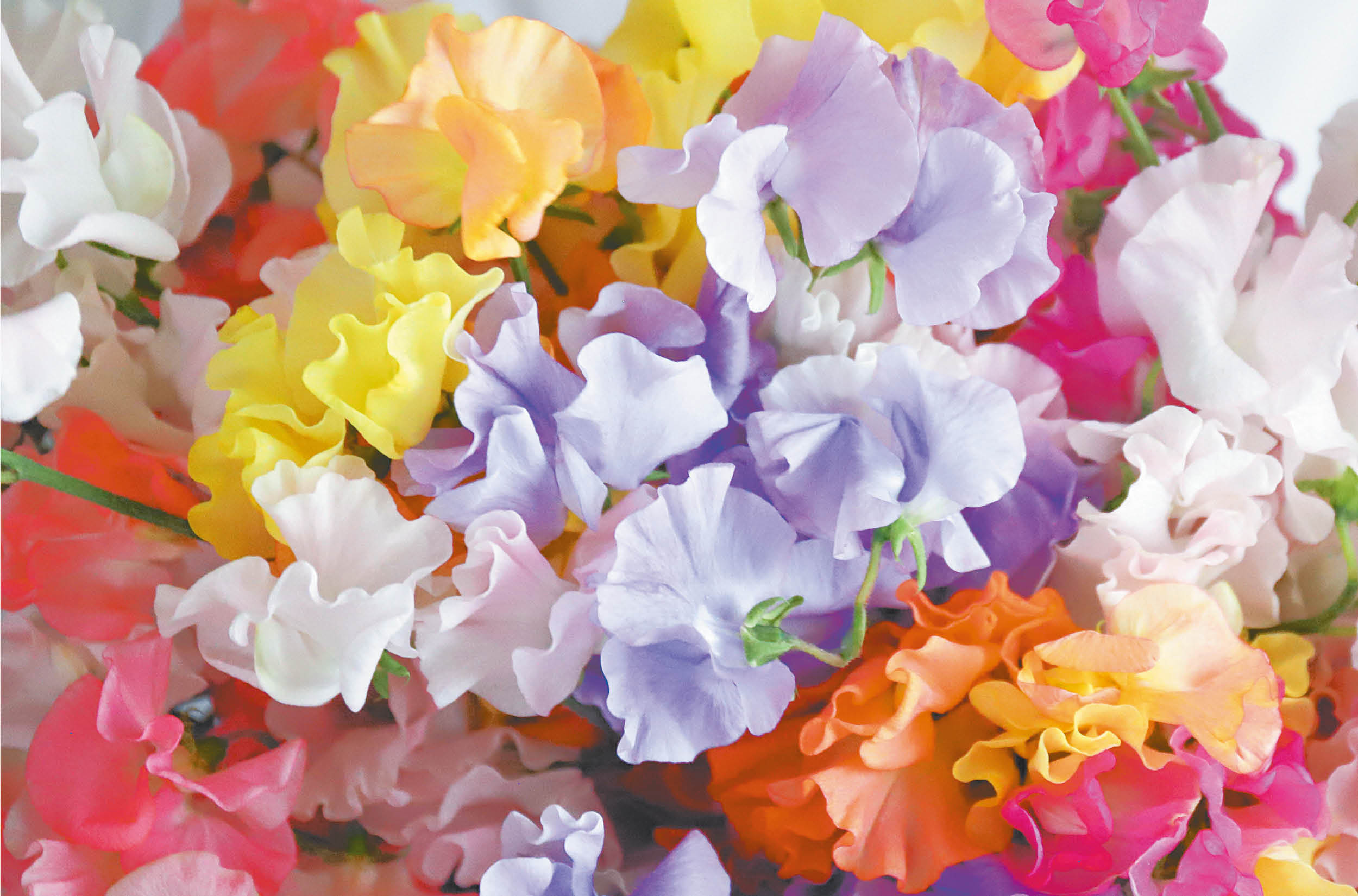 1月27日は船穂スイートピー 記念日「スイートピーのある暮らし」 | リビング岡山Web