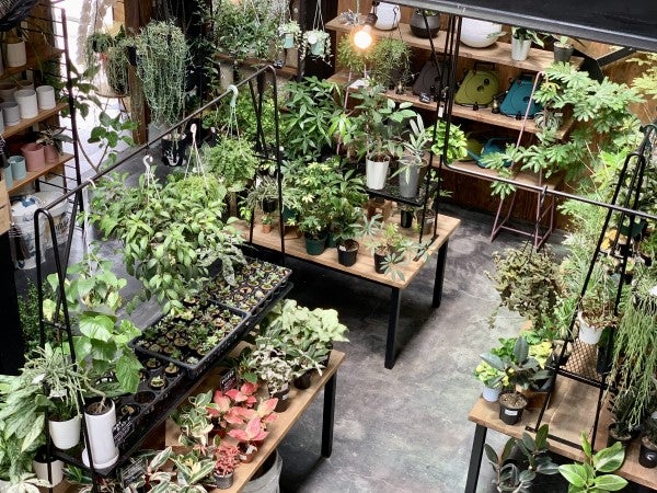 【堺】家具と観葉植物とカフェと。「SULK SAKAI（サルク サカイ）」 | リビング大阪Web