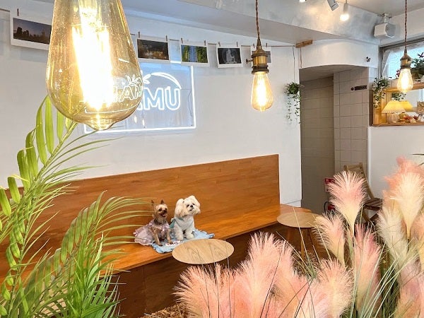 【原宿】NAMU CAFE（ナム カフェ）韓国マカロン「トゥンカロン」を愛犬と。 | リビング東京Web