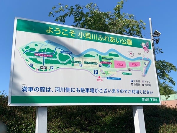 【茨城県】施設充実で色々な楽しみ方！今ならポピー畑が見頃「小貝川ふれあい公園」 リビング栃木web
